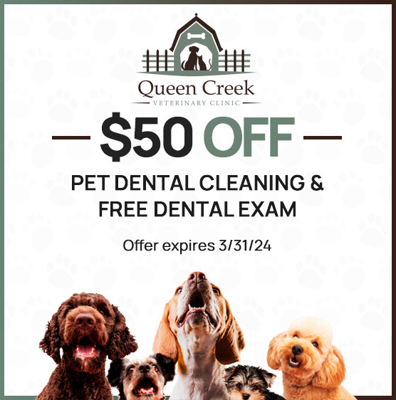 Download Coupon - Queen Creek Veterinary Clinic