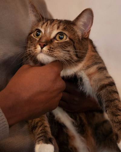 State Street Veterinary Hospital - Veterinarian in Boise, ID